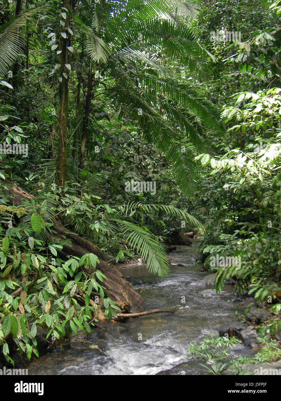 jungle in borneo Stock Photo - Alamy