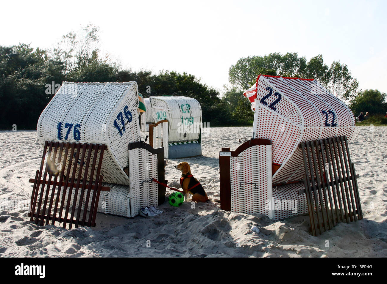 Dog minder hi-res stock photography and images - Alamy