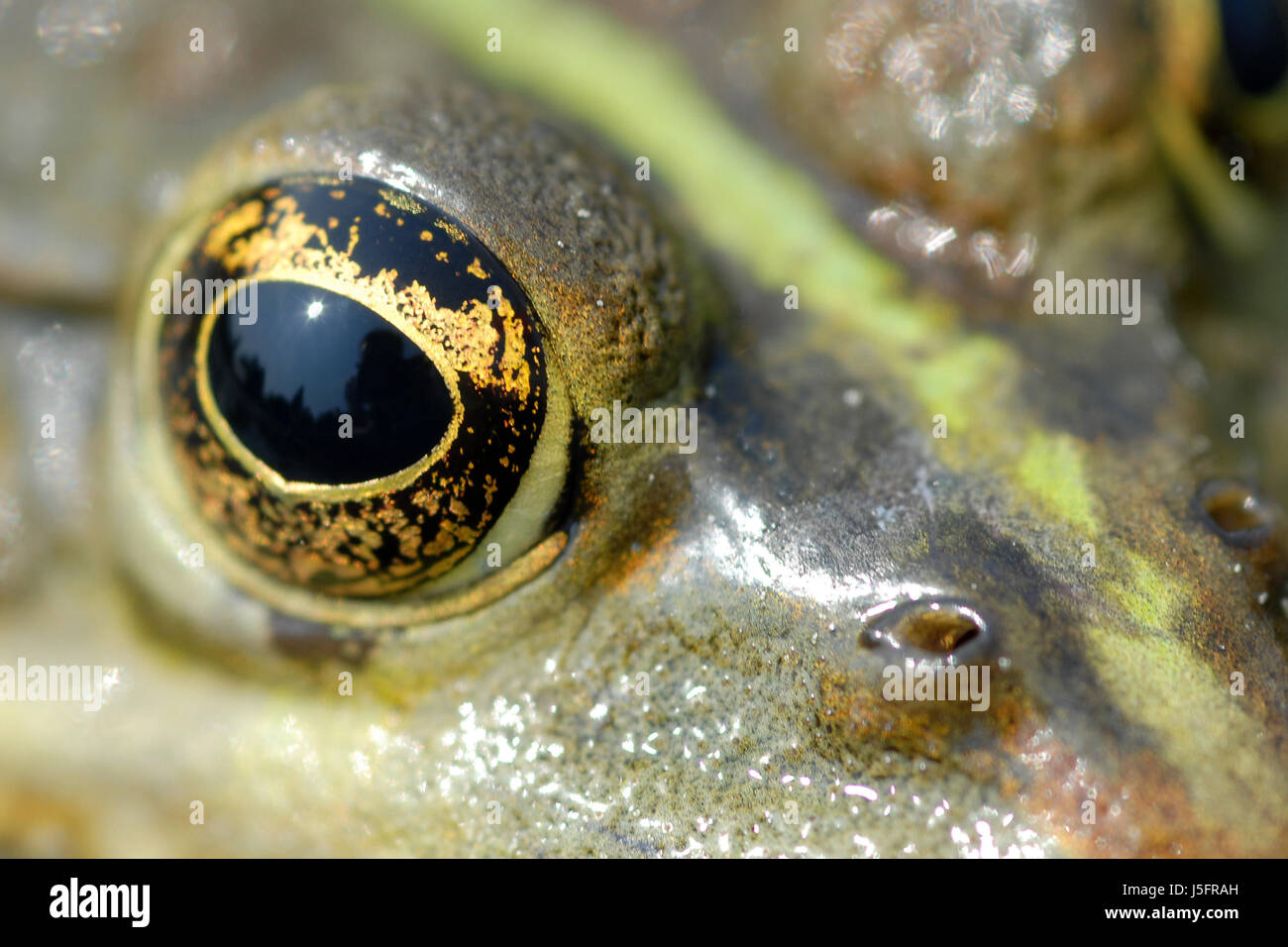frog in detail Stock Photo - Alamy