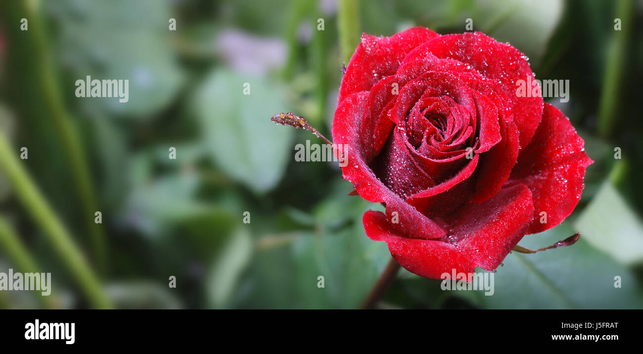 Page of red roses hi-res stock photography and images - Alamy