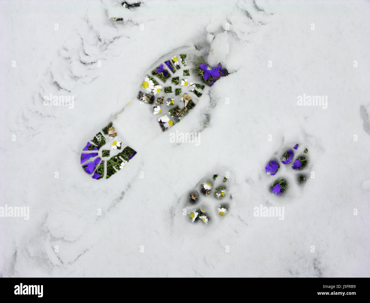 winter bloom blossom flourish flourishing cold flower flowers plant ...