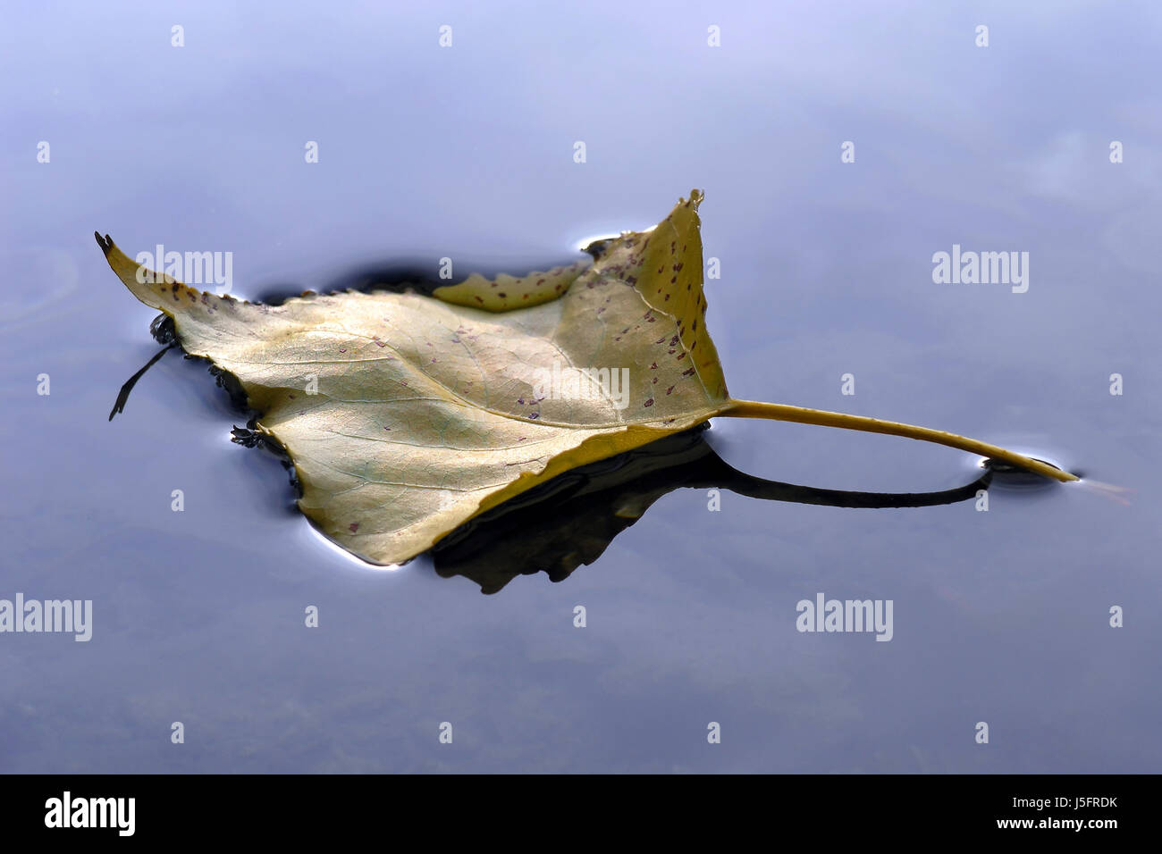 floating autumn leaf Stock Photo - Alamy