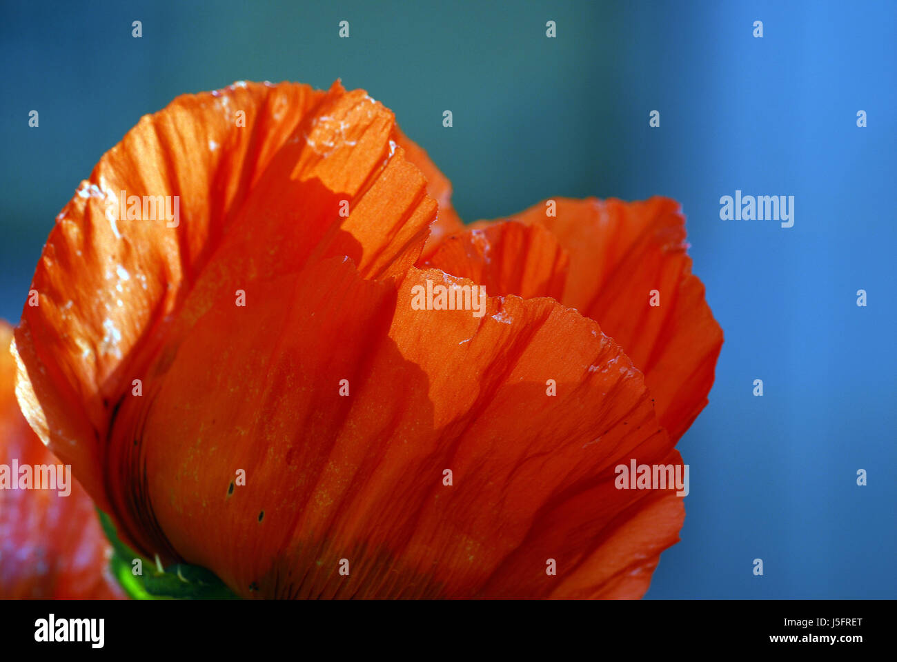 poppy corn poppy papaver mohnpflanze mohnpflanzen bedecktsamer ...