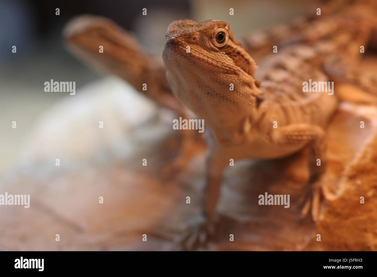 Dwarf bearded dragons hi-res stock photography and images - Alamy