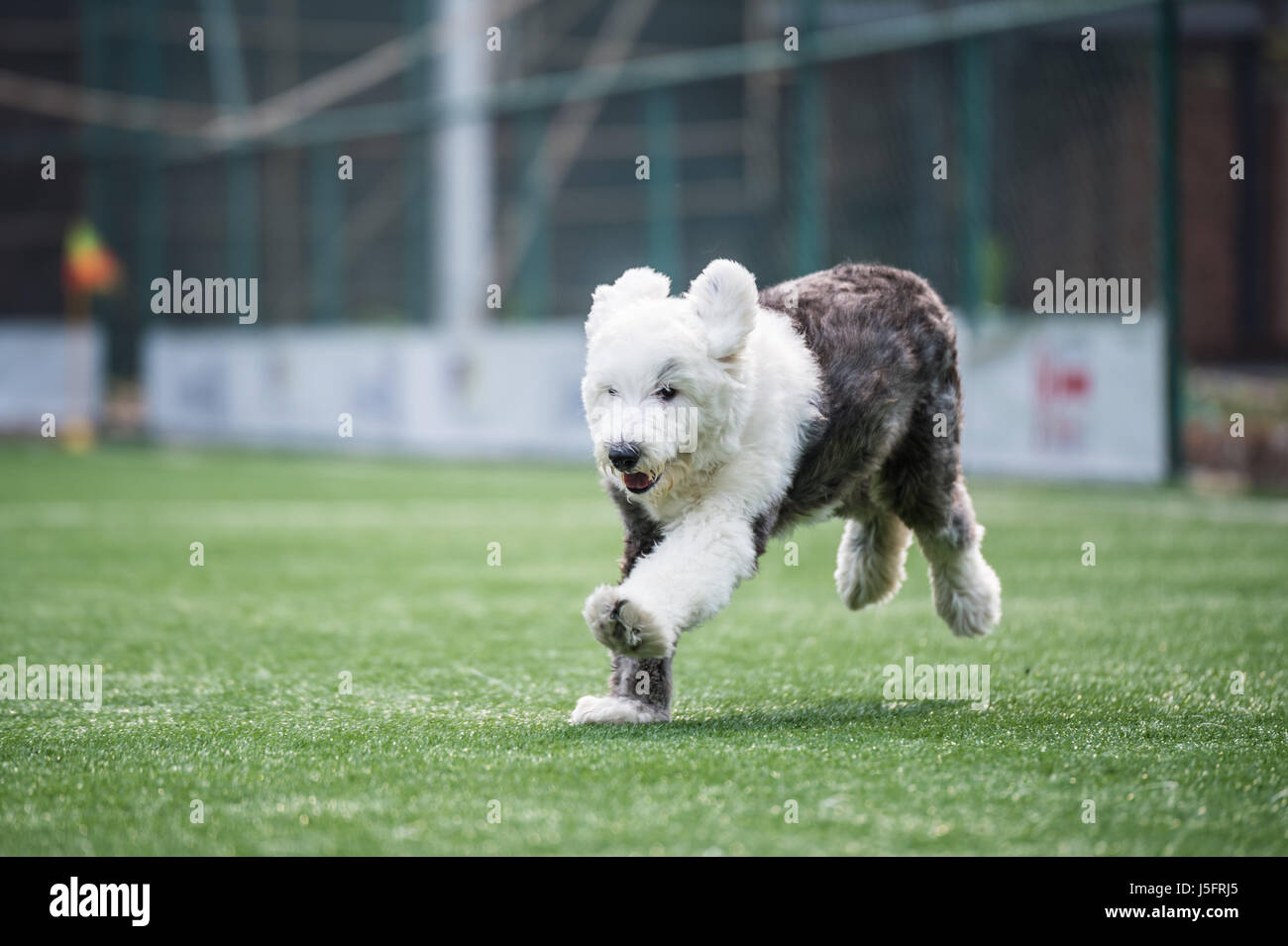 The Running Old English Sheepdog Stock Photo - Alamy
