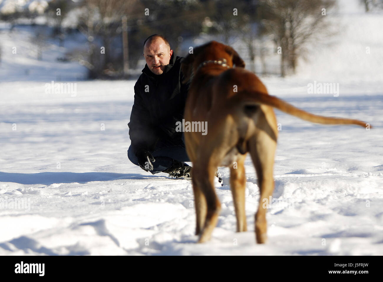 dogs high noon Stock Photo - Alamy