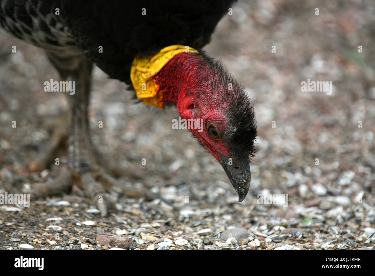 animal bird birds feathers beak fence farm animal peck turkey beaks ...
