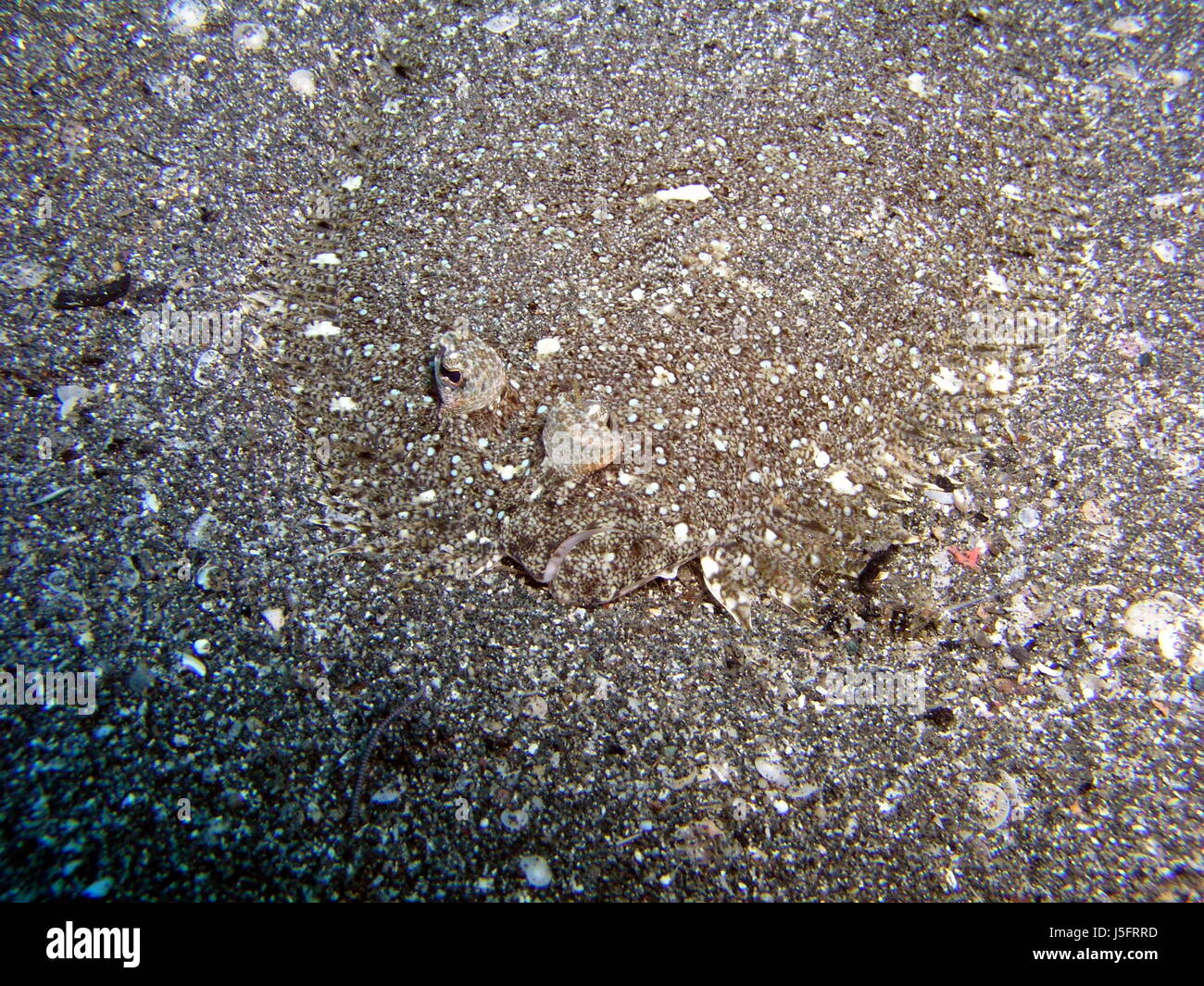Flat fish camouflage hi-res stock photography and images - Alamy