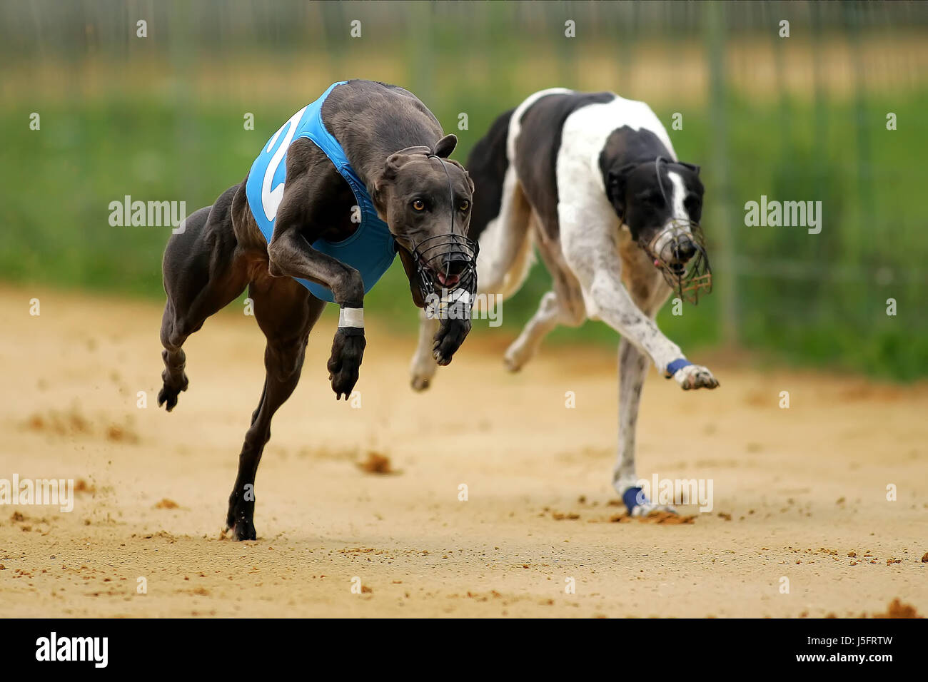 greyhounds in action Stock Photo - Alamy