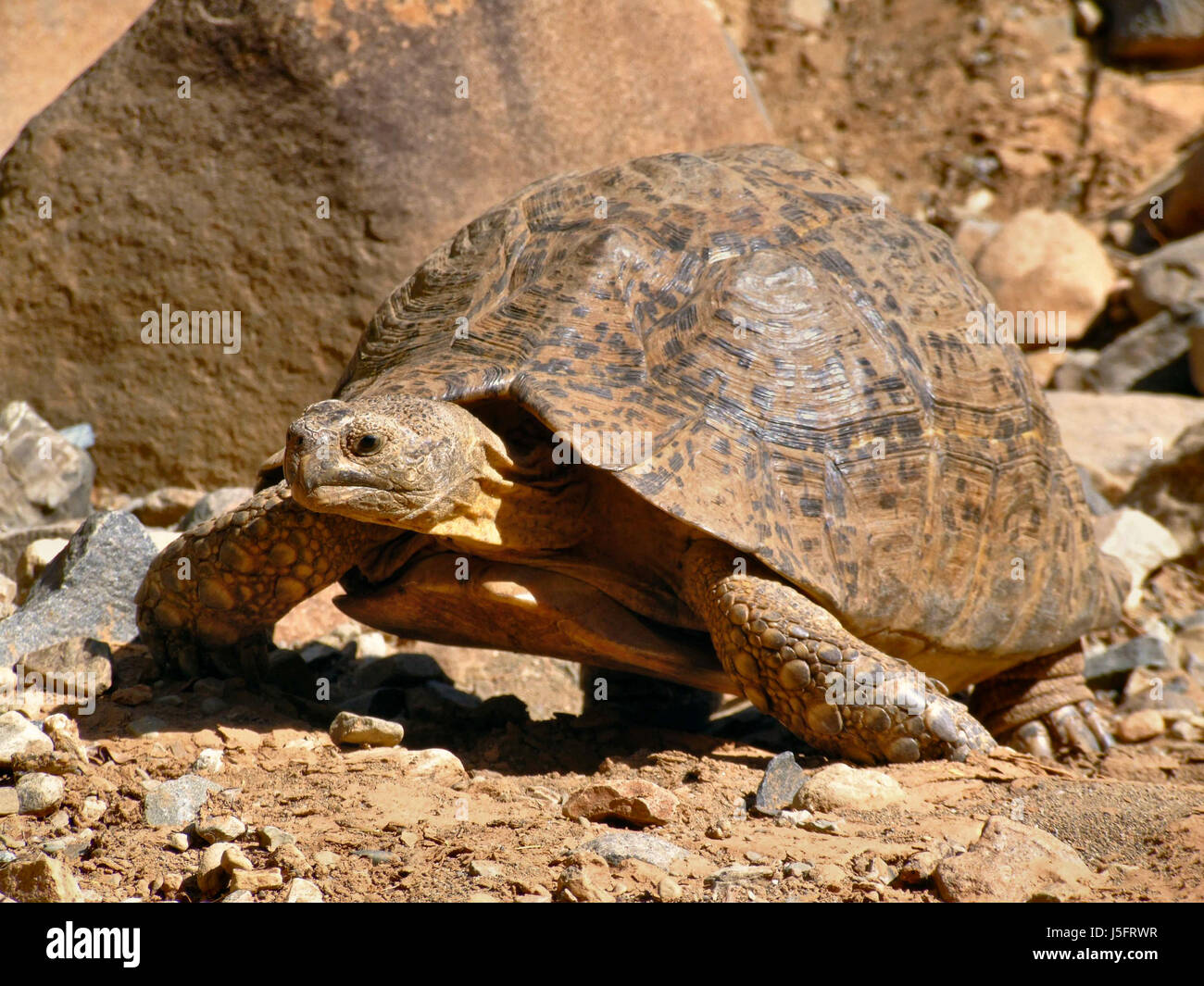 Dark brown tortoise shell hi-res stock photography and images - Alamy