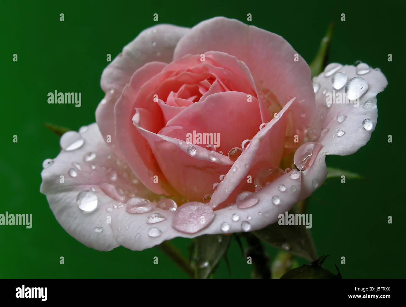 garden flower rose plant romantic raindrop summer summerly wet dew ...