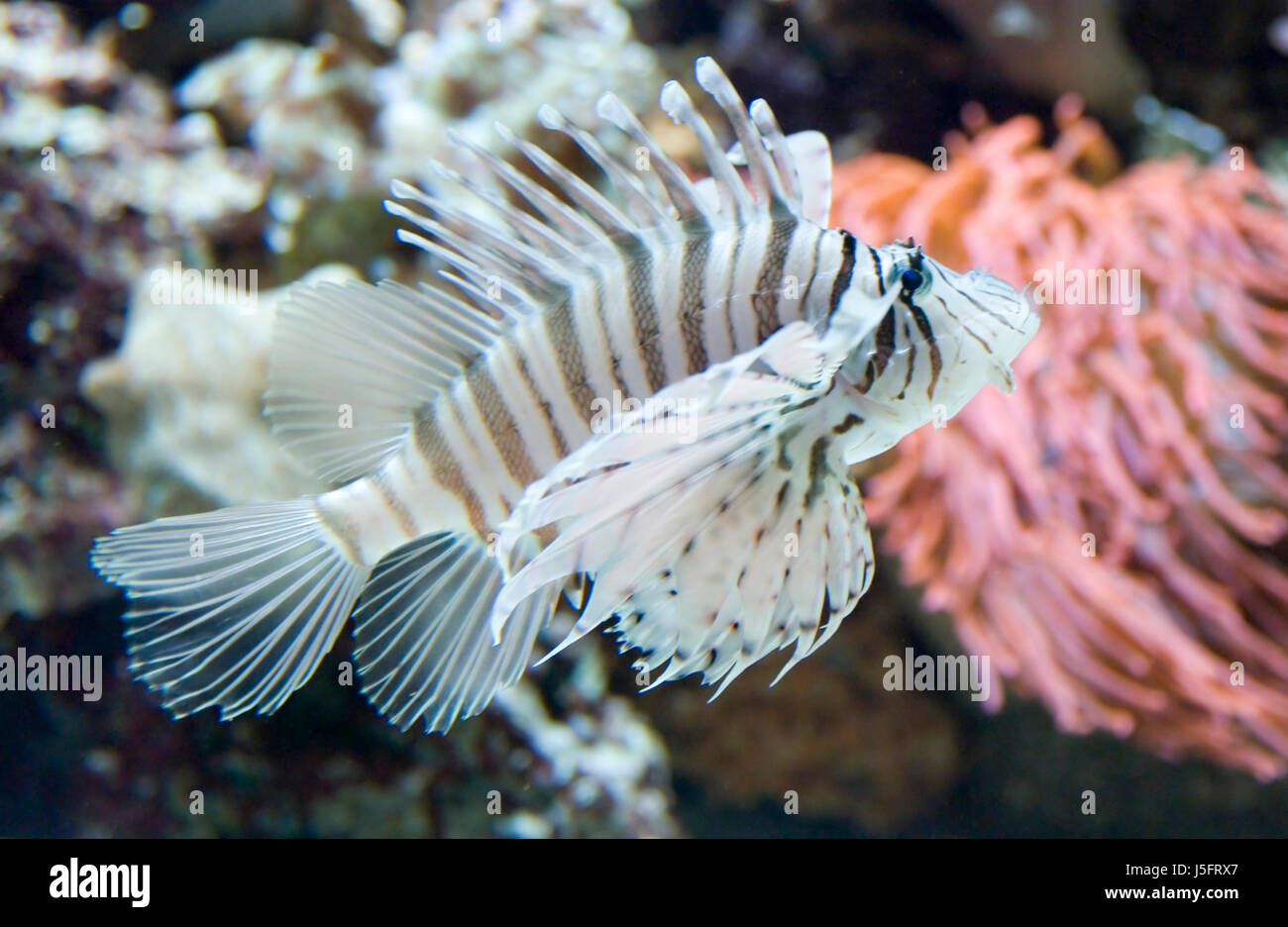 Brunit hi-res stock photography and images - Alamy