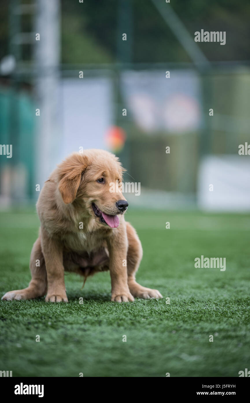 Dogs playing in the grass Stock Photo - Alamy