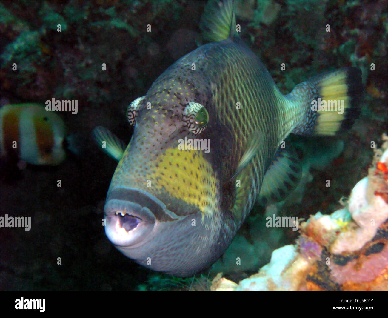 danger teeth bit fish underwater dive reef strength force salt water ...