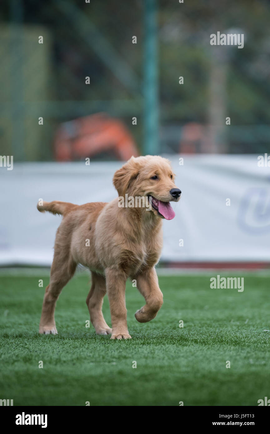 Dogs playing in the grass Stock Photo - Alamy