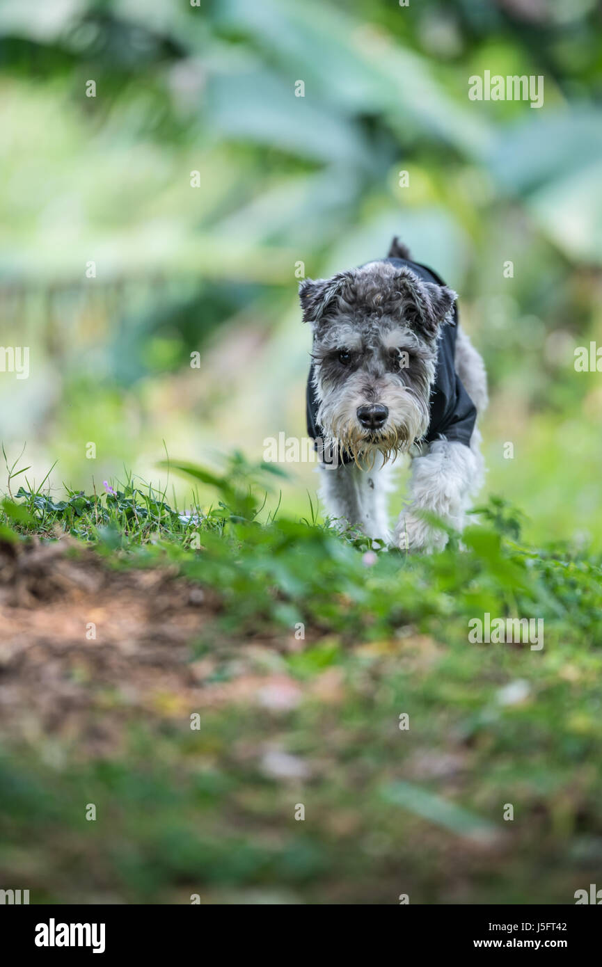 Dogs playing in the grass Stock Photo - Alamy