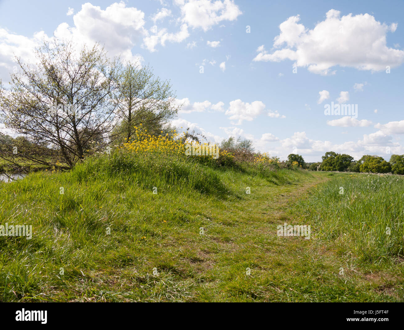 a walking path along a country field in summer afternoon outside in ...