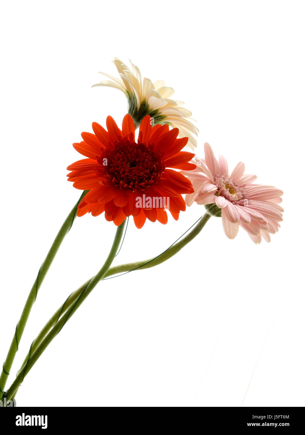 isolated flower rose plant flowers blank european caucasian diagonal ...