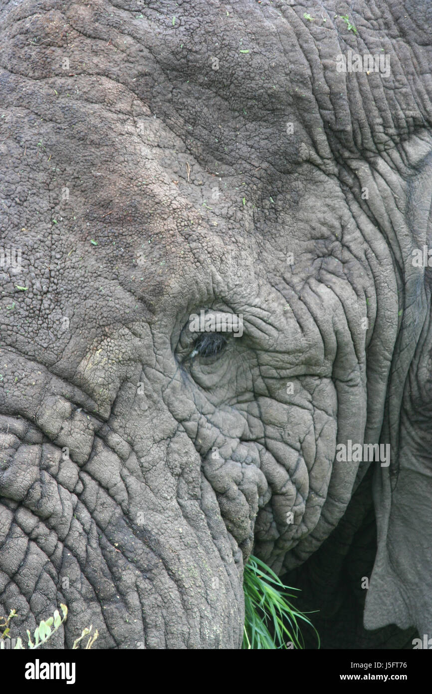 africa elephant eye organ look glancing see view looking peeking ...