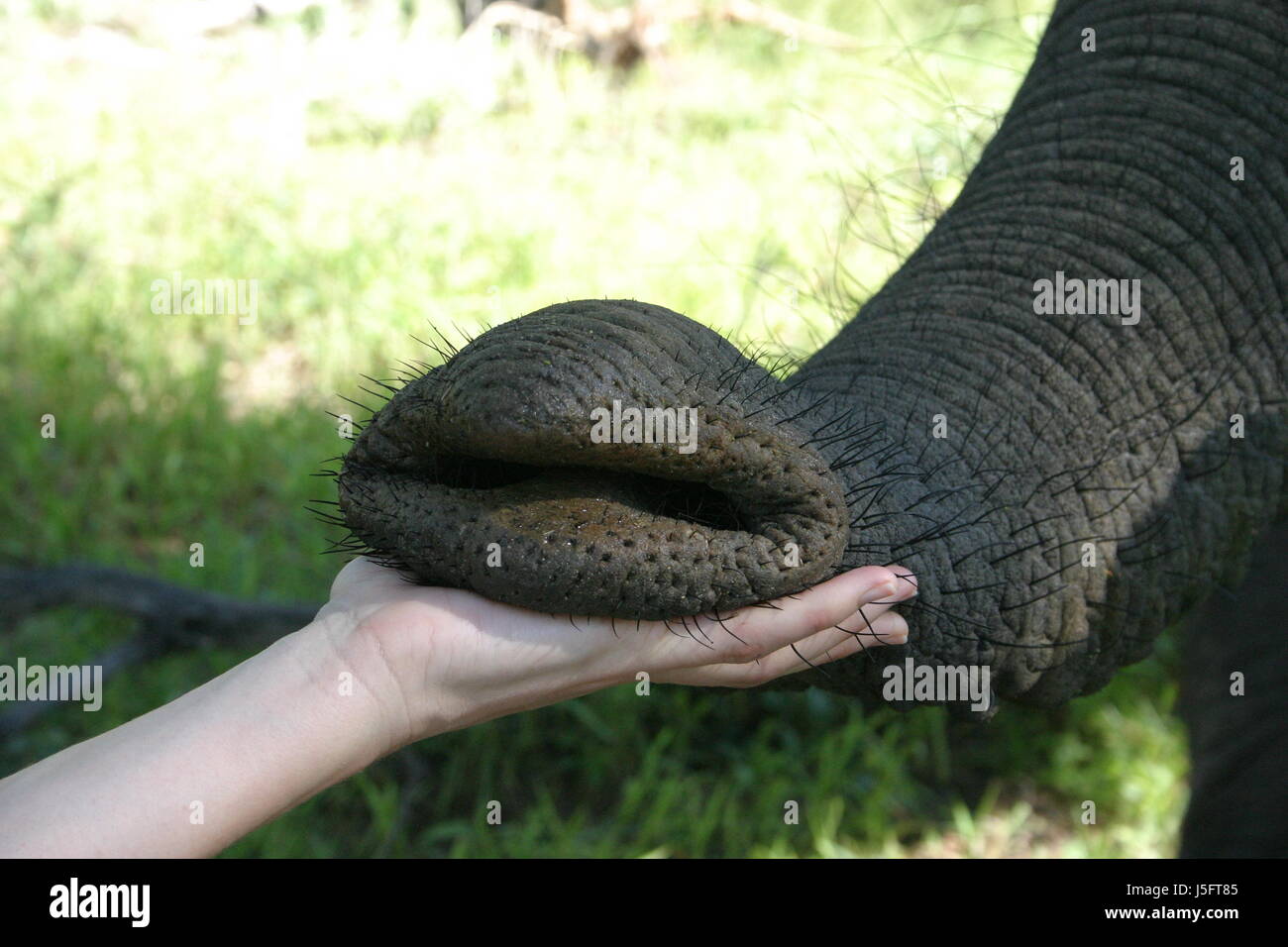 hand friendship hands handshake africa elephant wildlife safari ...