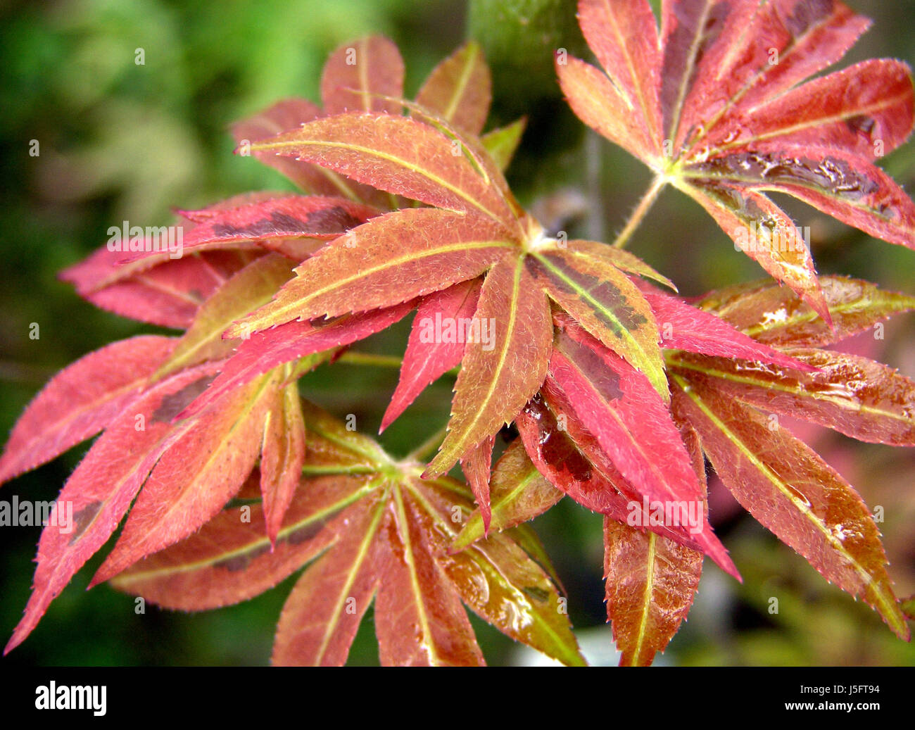 Shirazz hi-res stock photography and images - Alamy