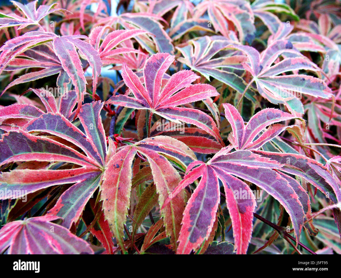 Shirazz hi-res stock photography and images - Alamy