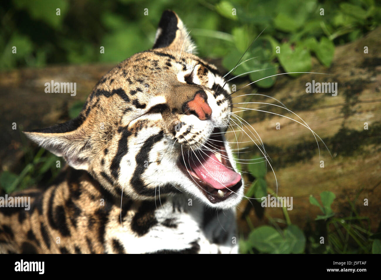 Do Ocelots Roar