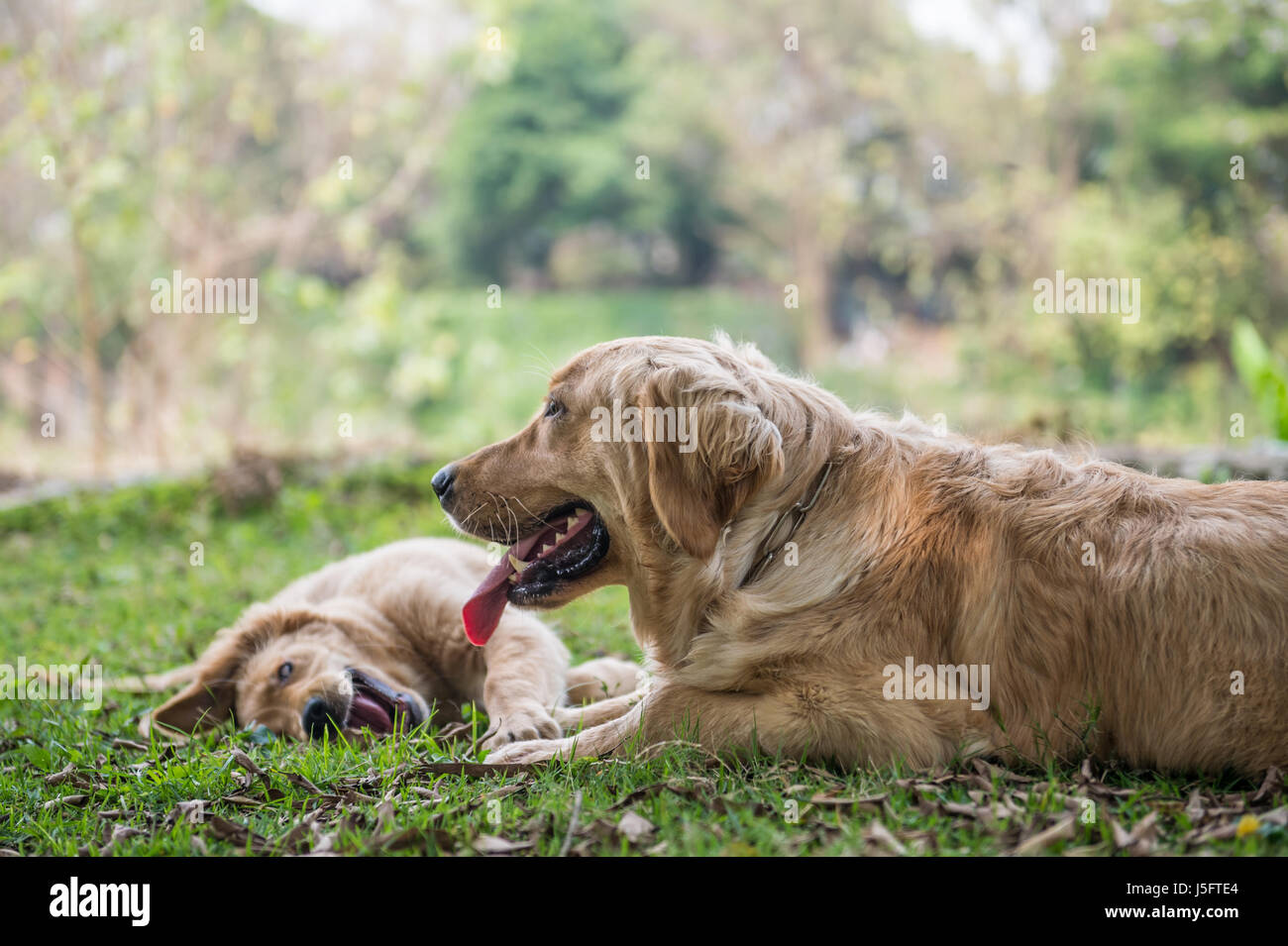 Dogs playing in the grass Stock Photo - Alamy