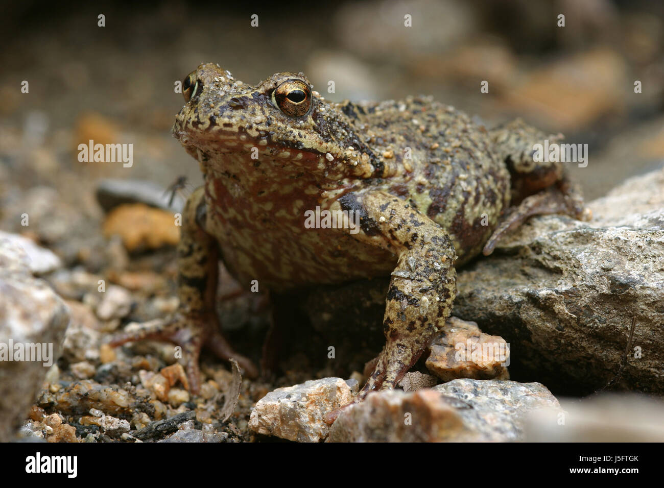 Warts eye hi-res stock photography and images - Alamy