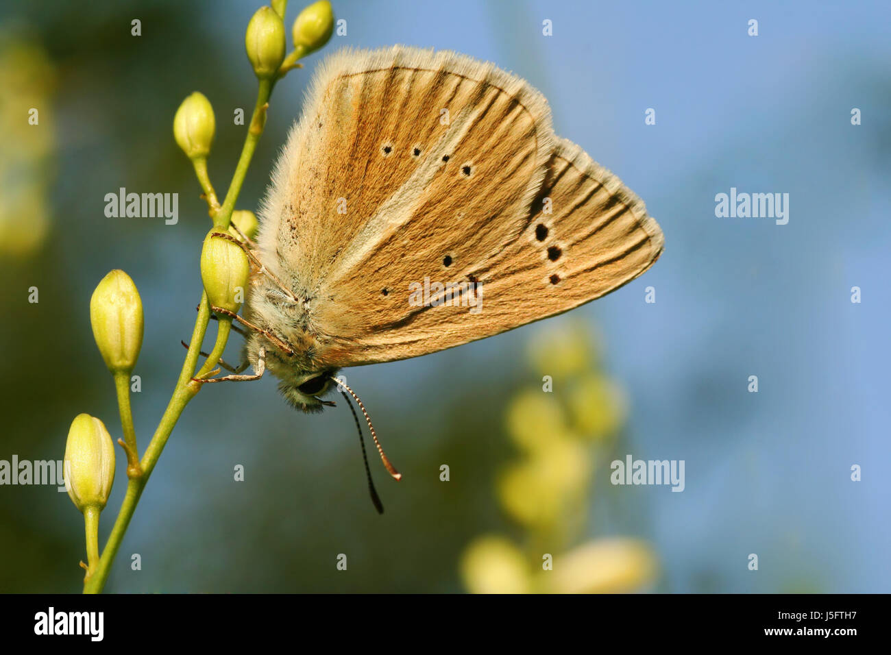 animal fauna butterfly animals summer summerly demon moth butterflies ...