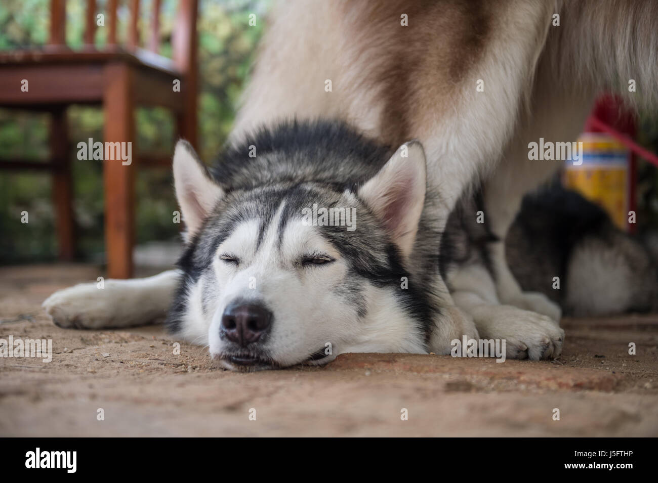 Lying on the floor of Husky Stock Photo - Alamy