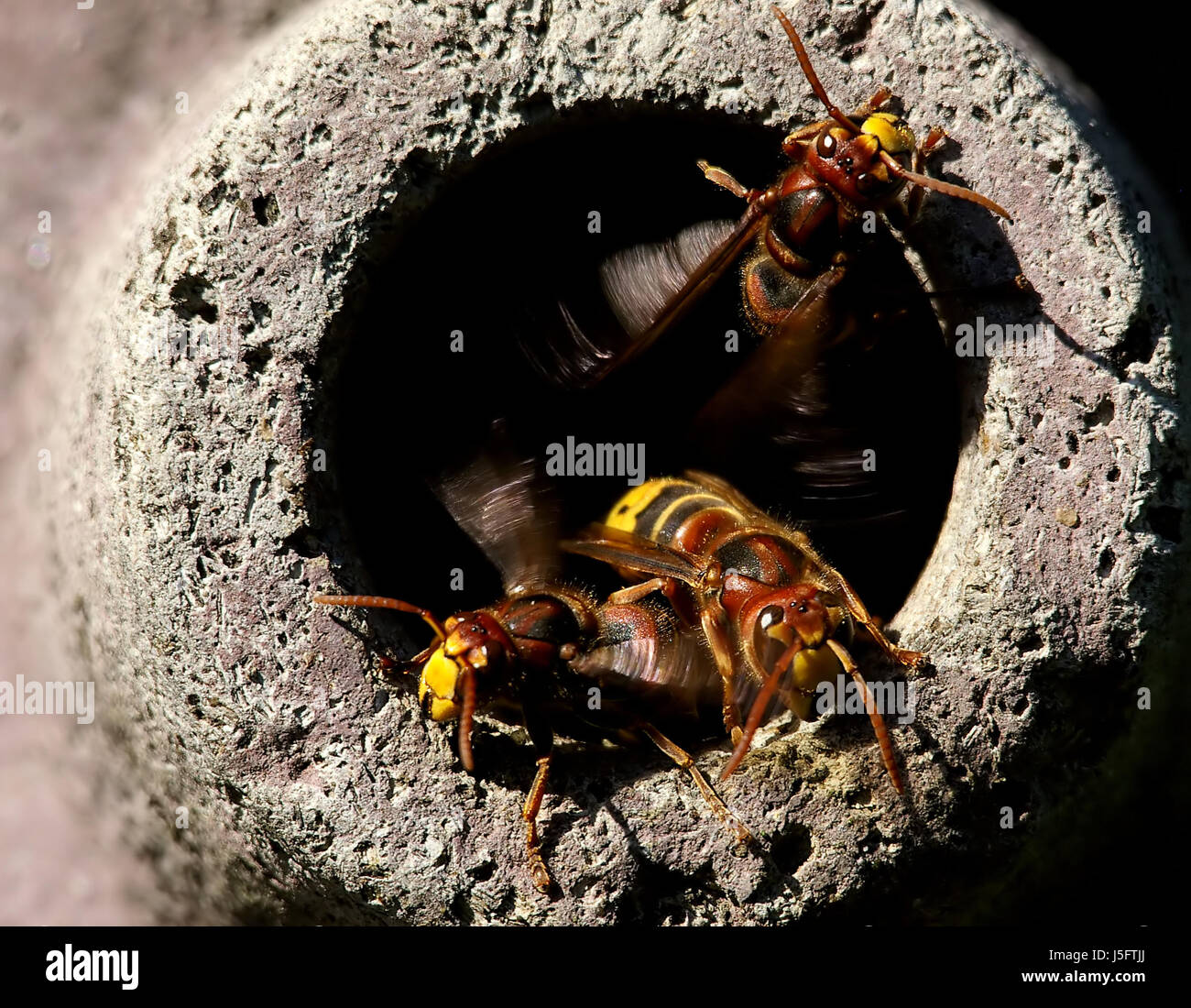 suns wing nest attack periled aggressive agressive hornet hornets ...