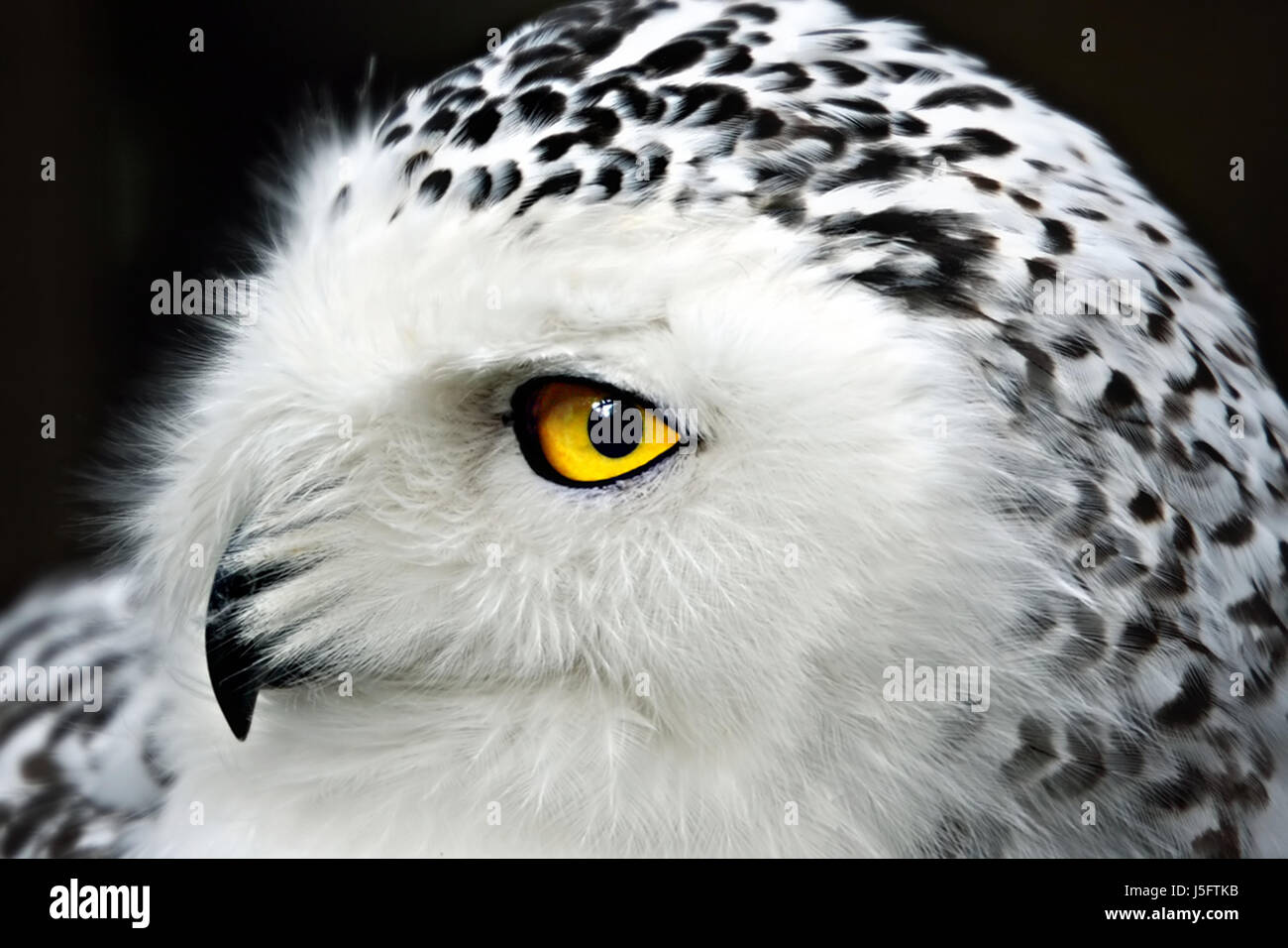 bird animals portrait birds eyes look glancing see view looking peeking ...