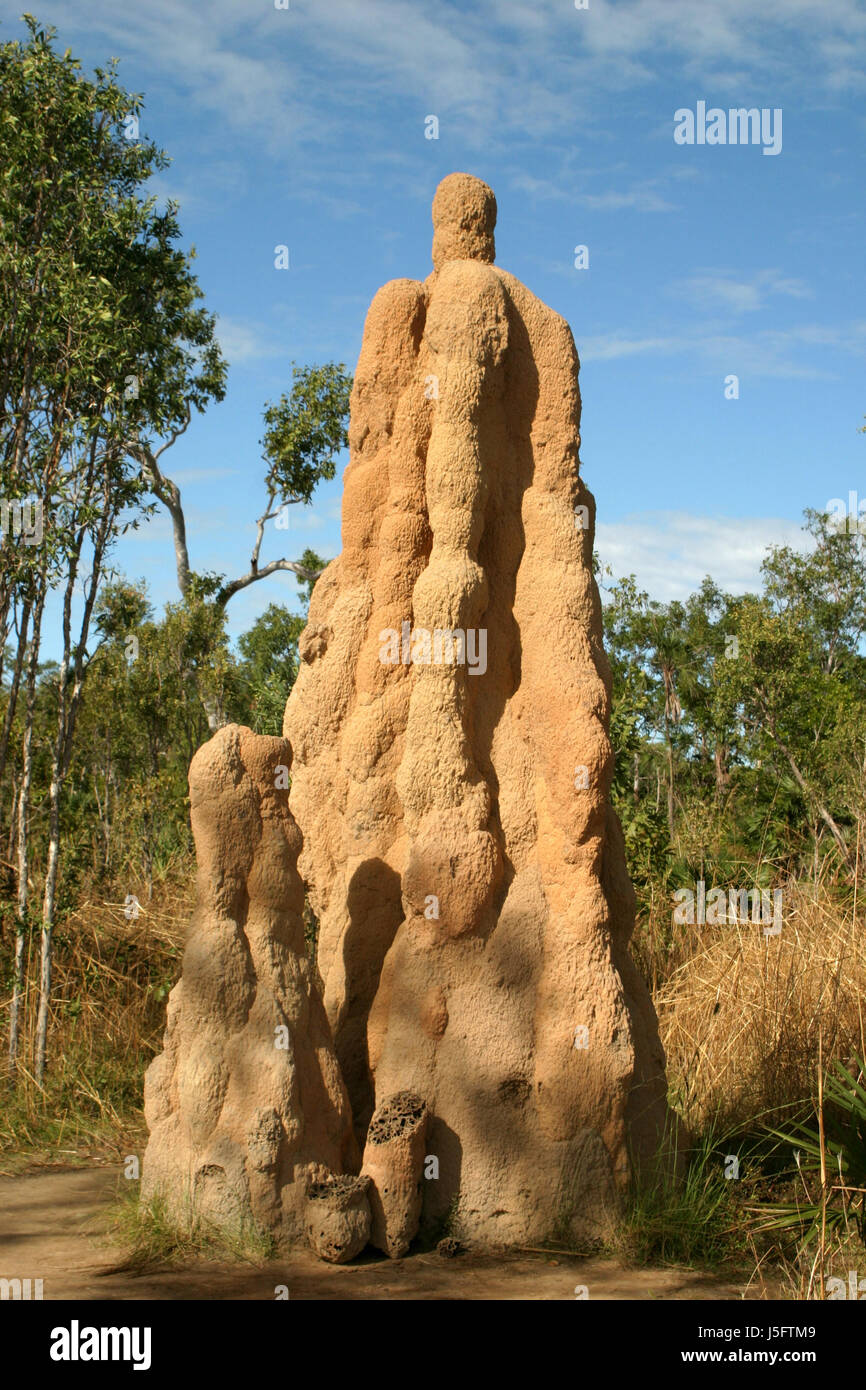 park animal national park australia termites outback ants national ...