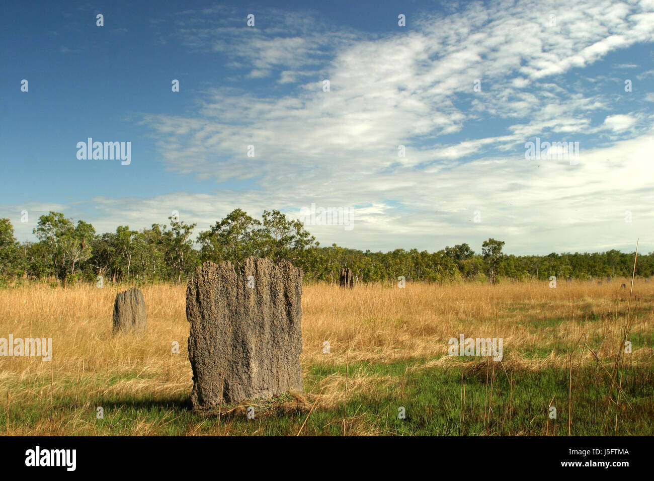 park animal national park field australia termites outback ants ...