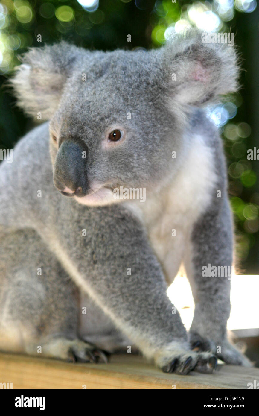 animal soft skin australia to gorge engulf devour young animal ...