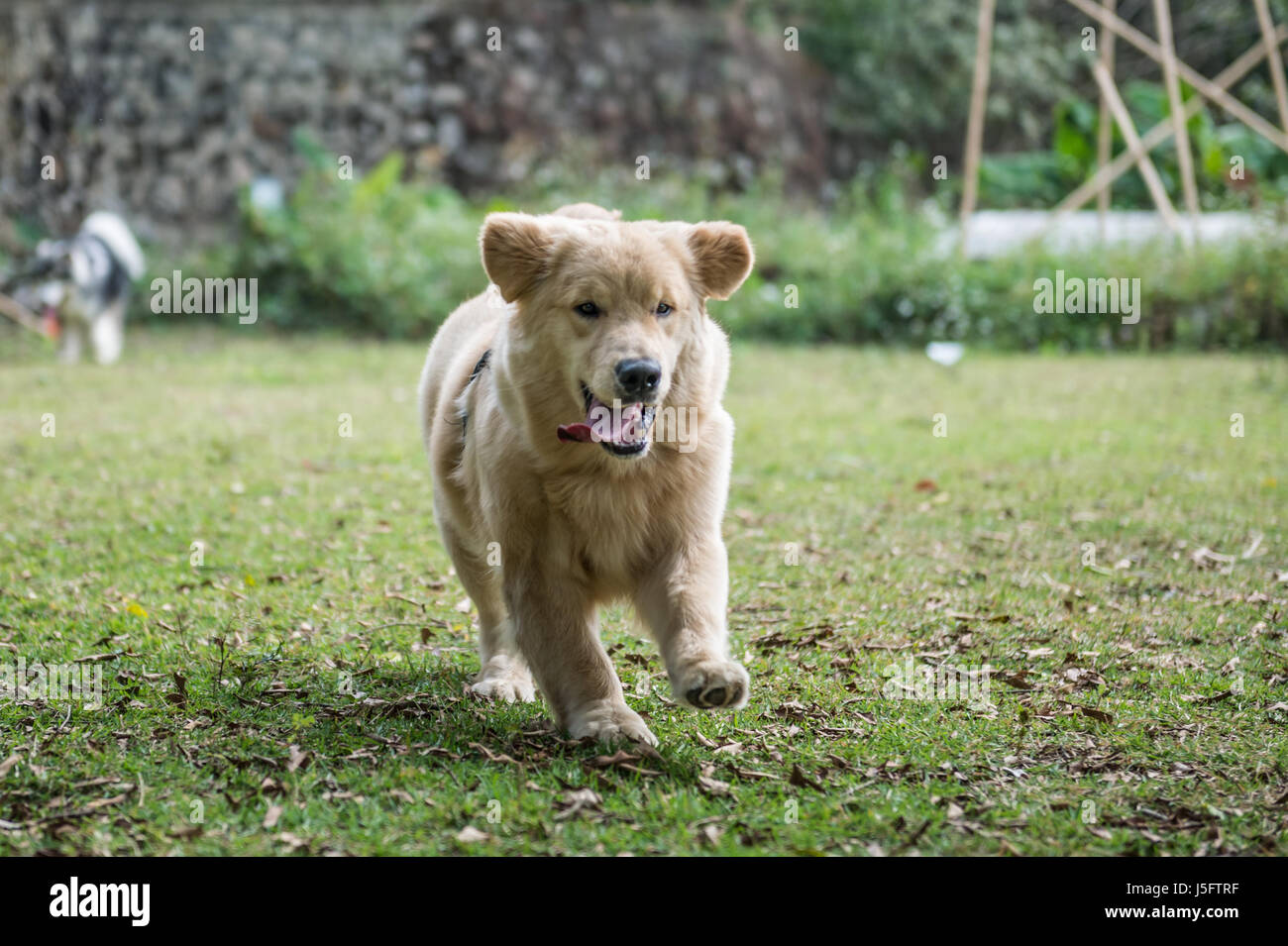 Dogs playing in the grass Stock Photo - Alamy