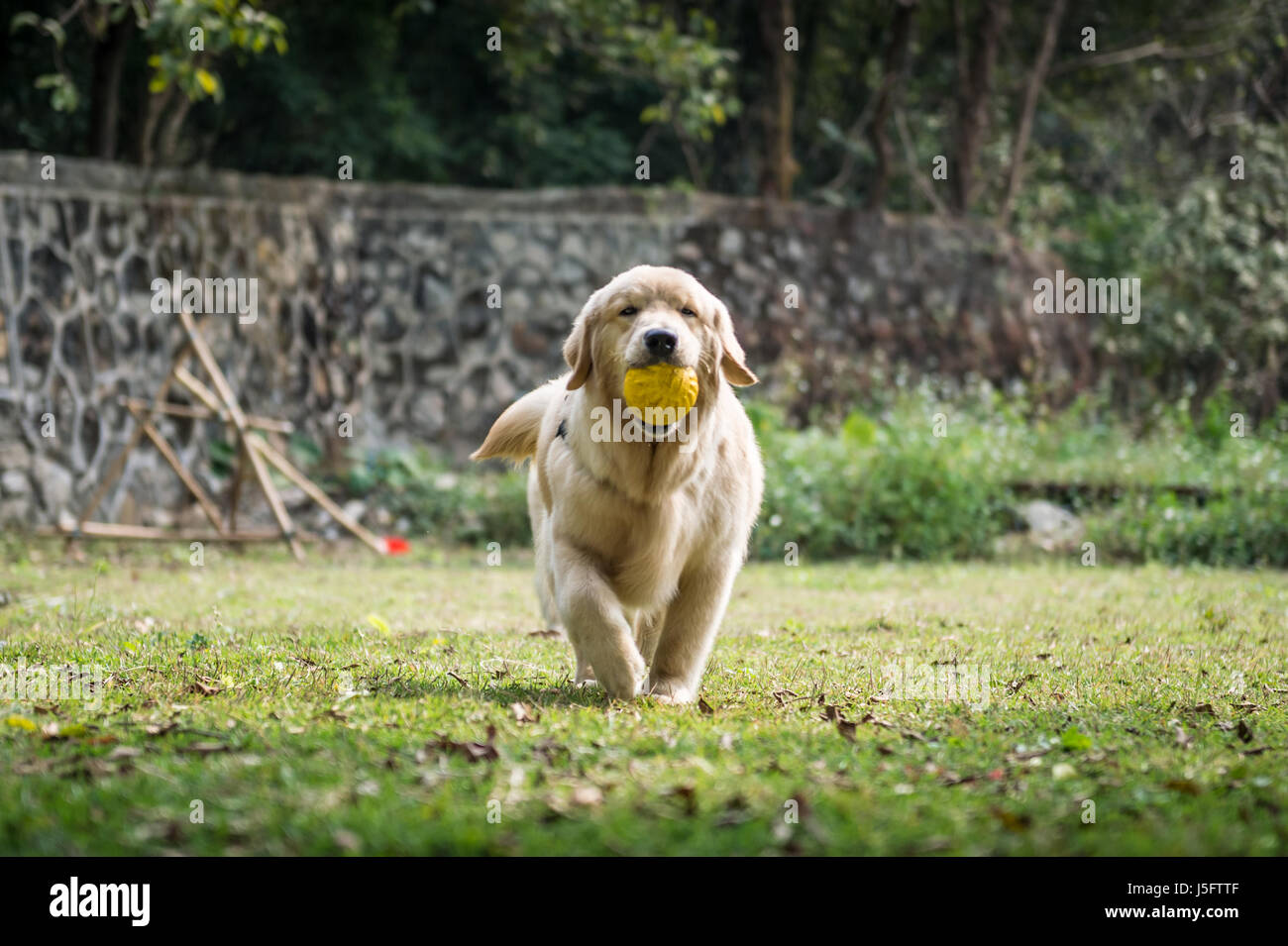 Dogs playing in the grass Stock Photo - Alamy