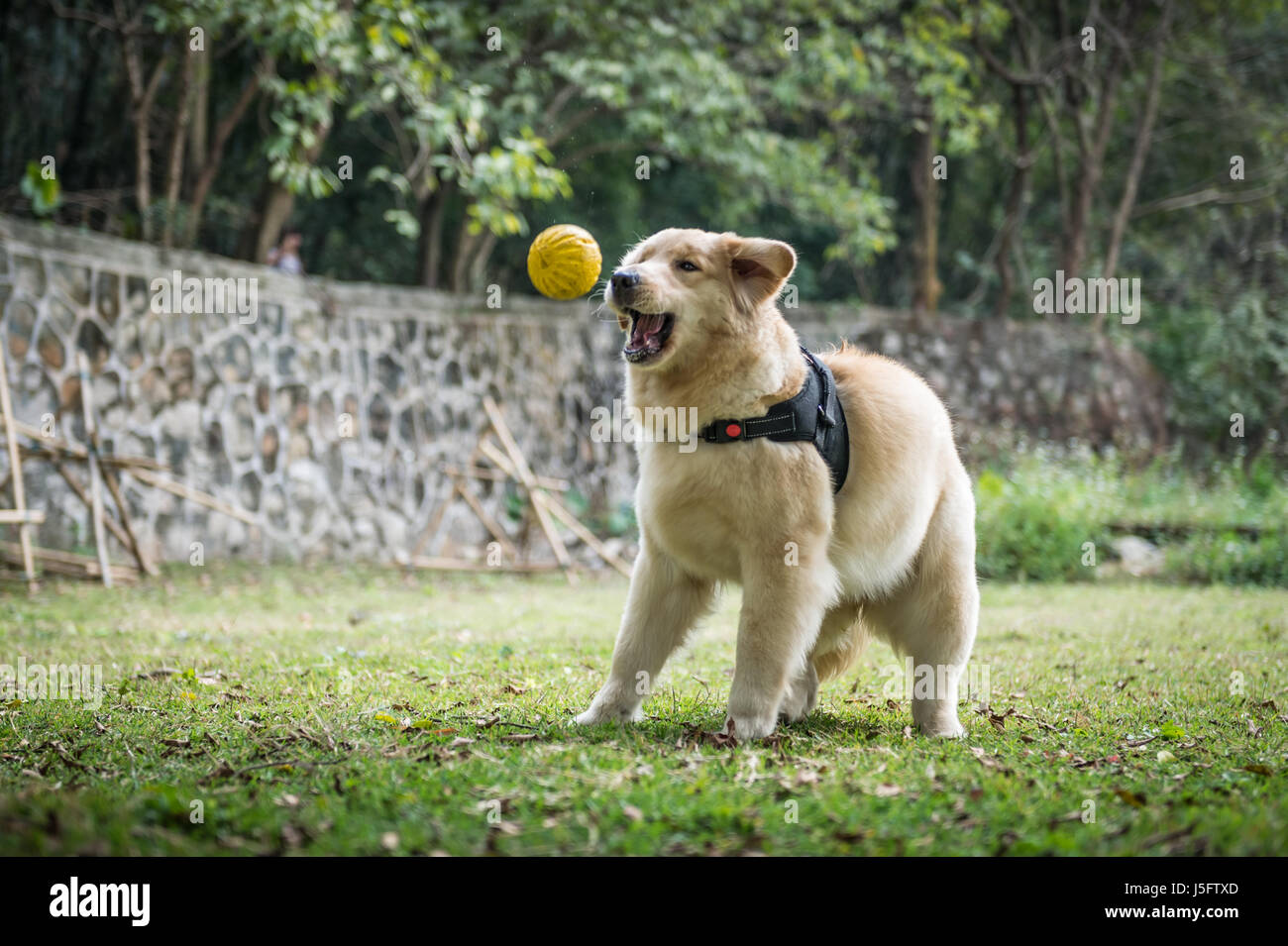 Dogs playing in the grass Stock Photo - Alamy