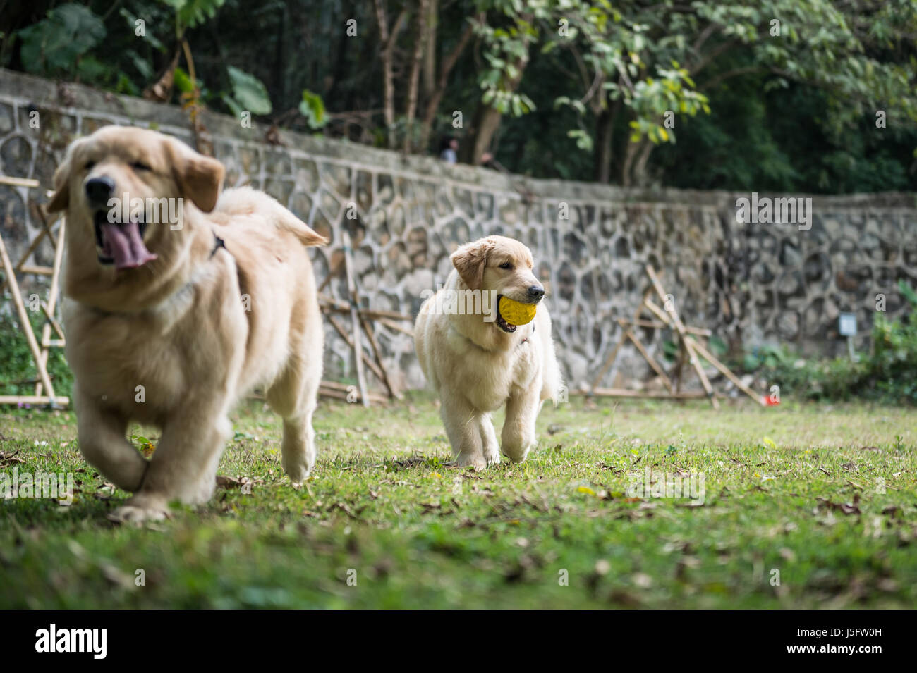 Dogs playing in the grass Stock Photo - Alamy