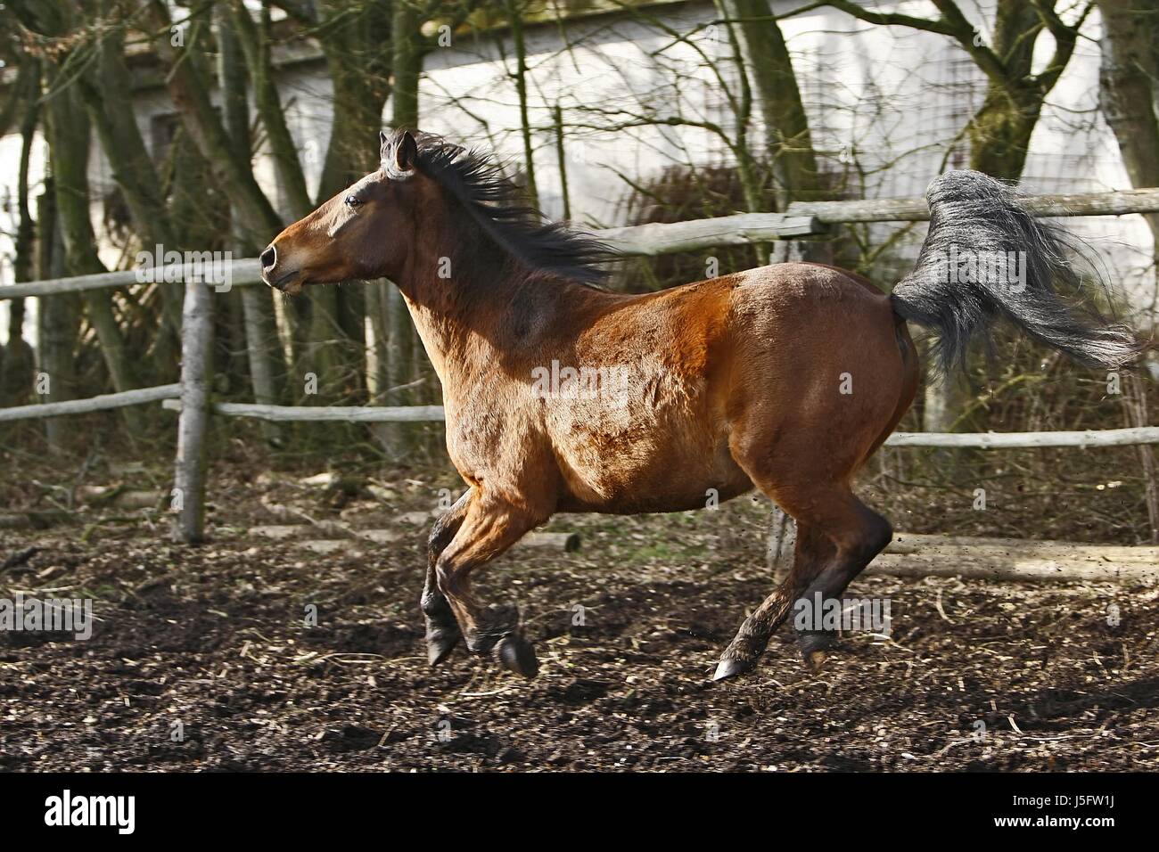 horse horses gallop spring bouncing bounces hop skipping frisks jumping ...