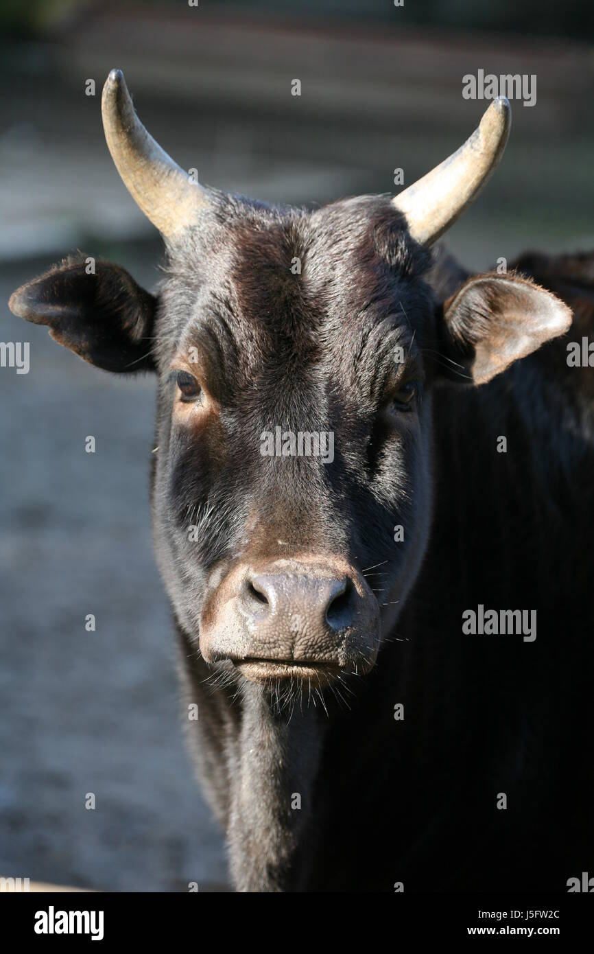 big large enormous extreme powerful imposing immense relevant animal ...