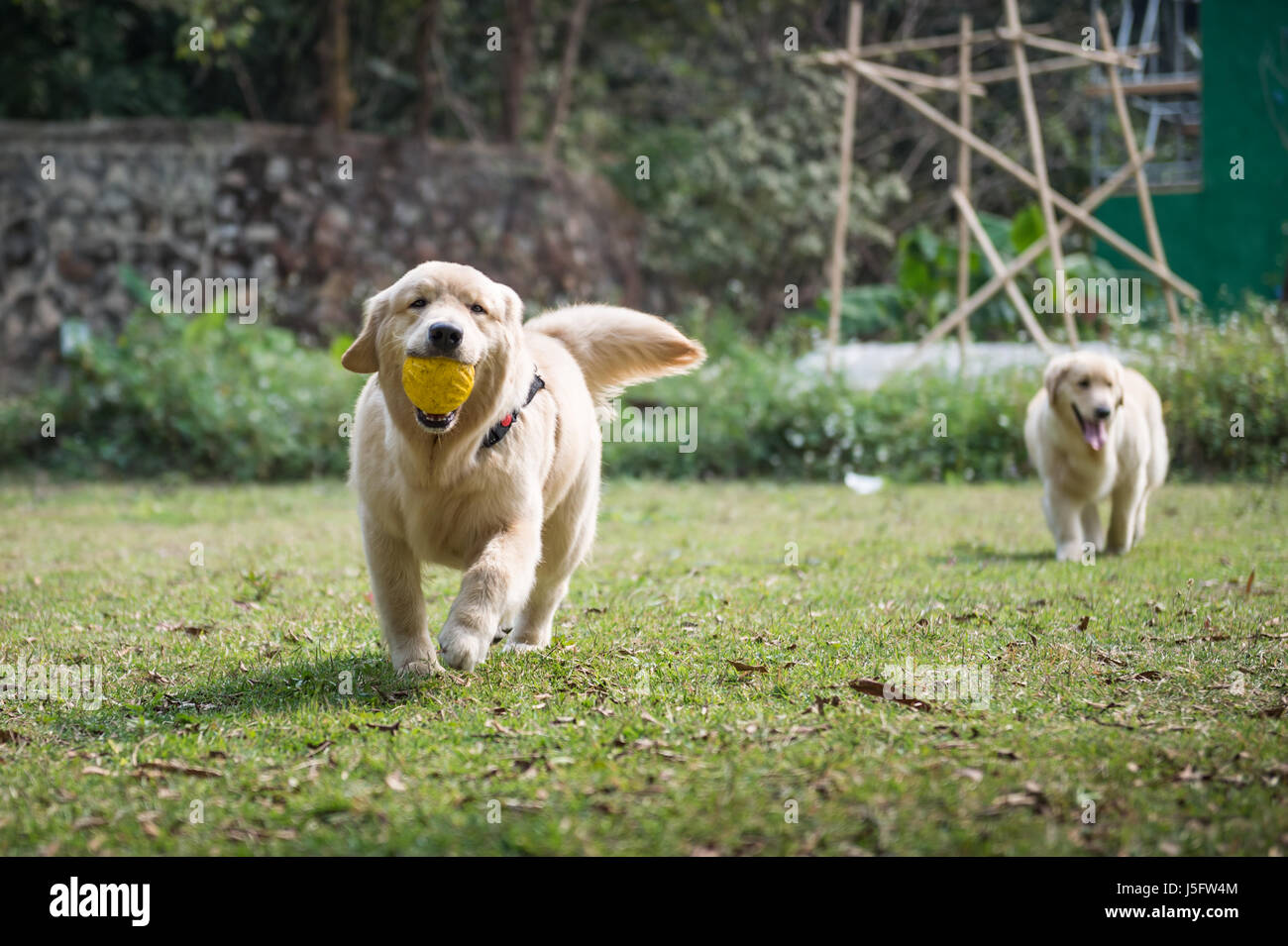 Dogs playing in the grass Stock Photo - Alamy