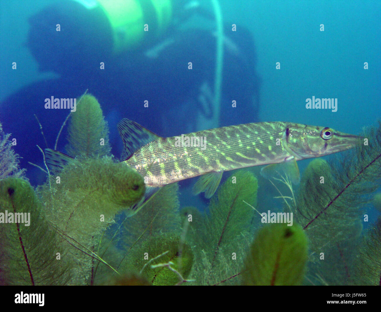 mouth fish eye organ eyes underwater fresh water water dive pisces pond ...