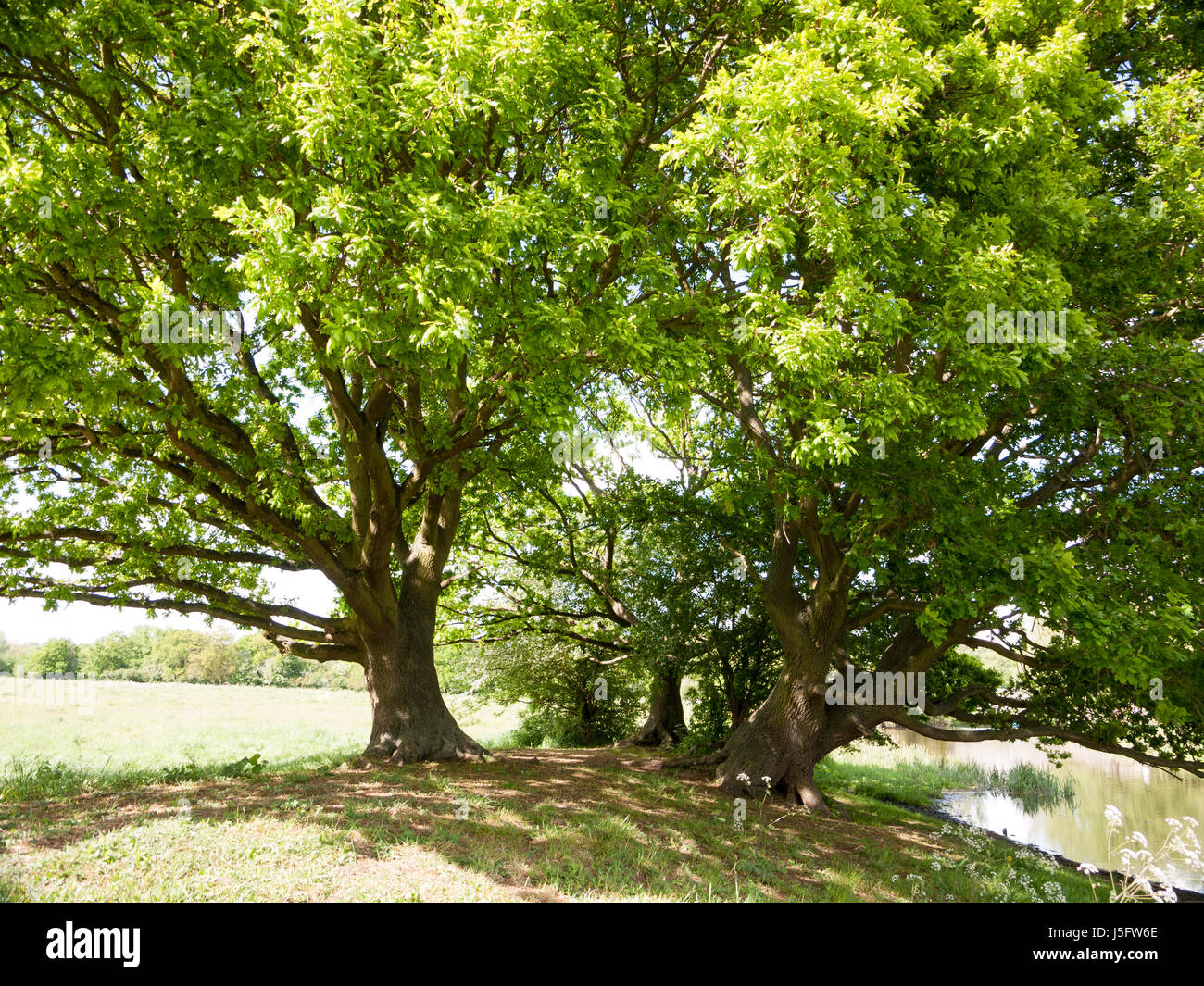close up of some oak trees outside in full bloom in the summer light ...