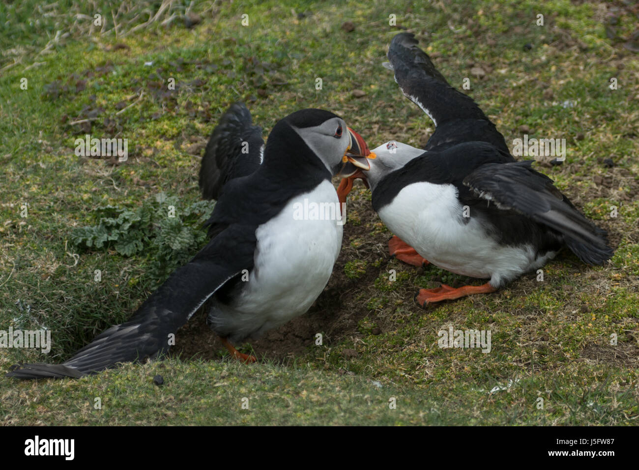 Two puffins fighting one another on the Scottish island of Lunga, April ...