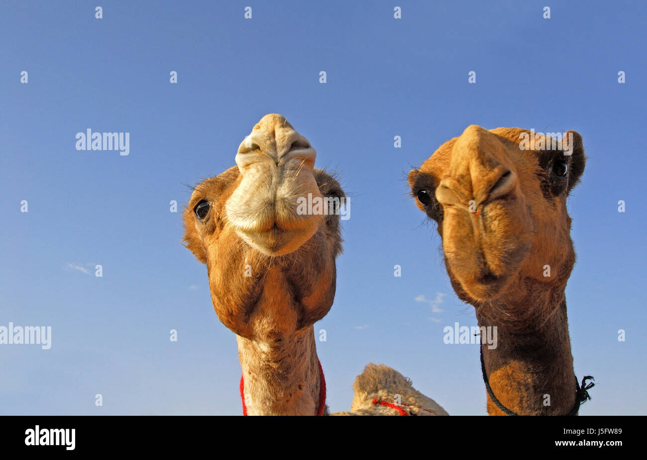 camels in saudi arabia Stock Photo - Alamy