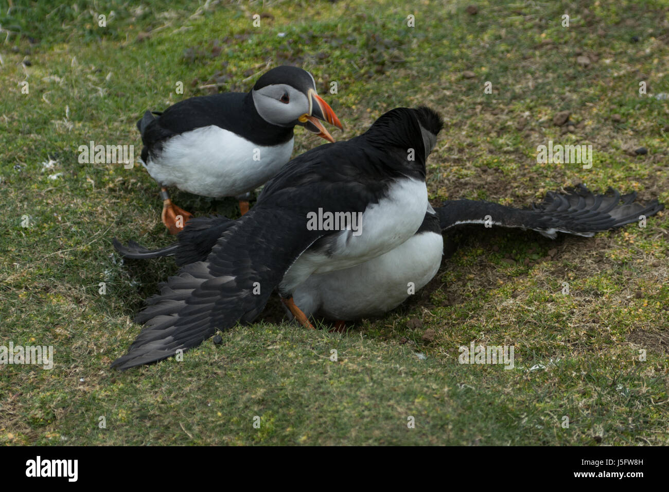 Two puffins fighting with another watching the action on the Scottish ...