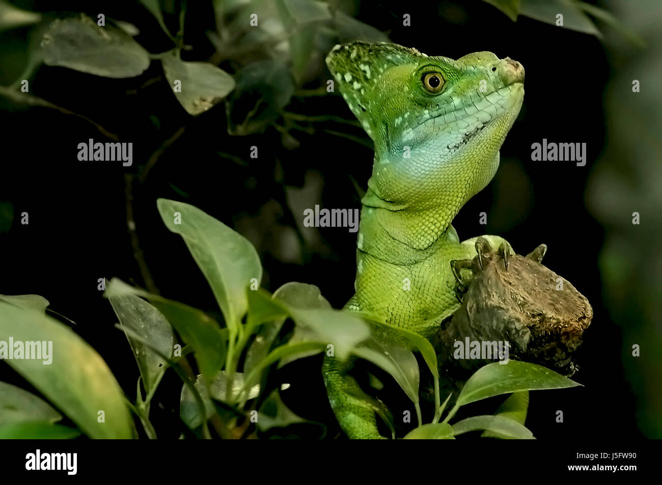 reptile amphibian green lizard saurian jungle uncanny exotic amphibians ...