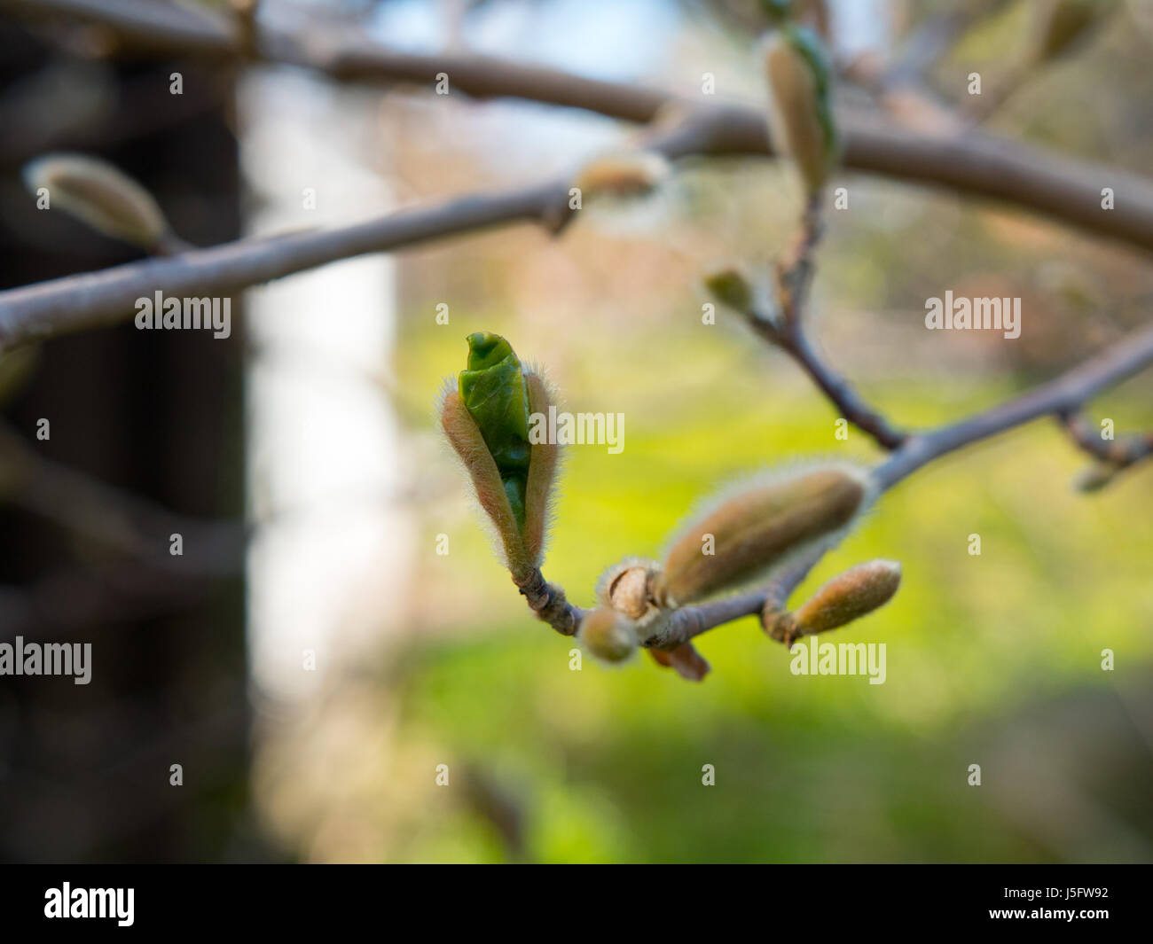 Sprouting spring leaf in the garden Stock Photo - Alamy